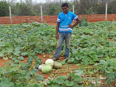 Plantio de Abóbora ~ O Rural 22